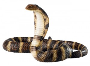 Si Ular dengan Gergaji